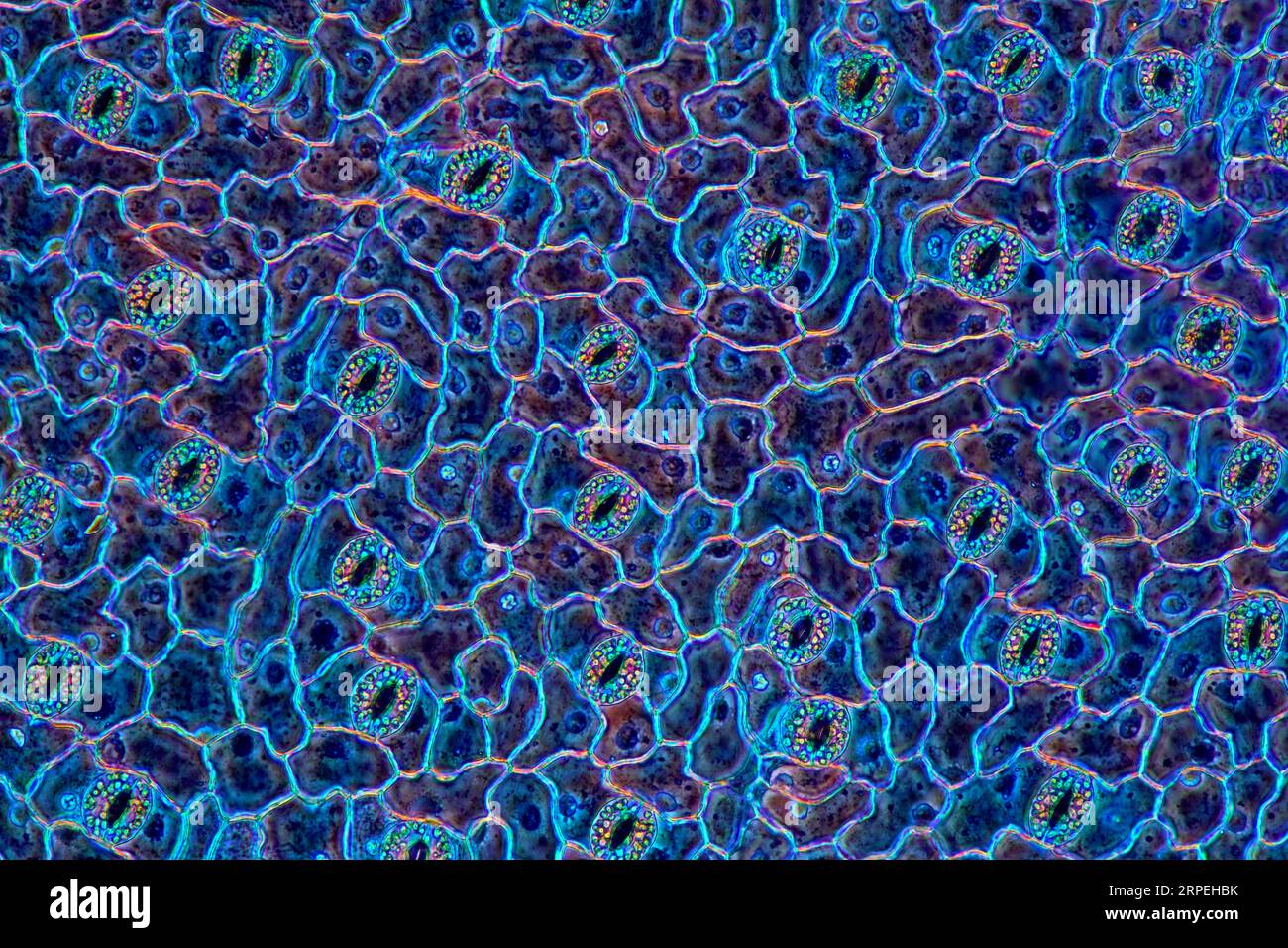 The image presents stomata in hosta leaf epidermis, photographed ...