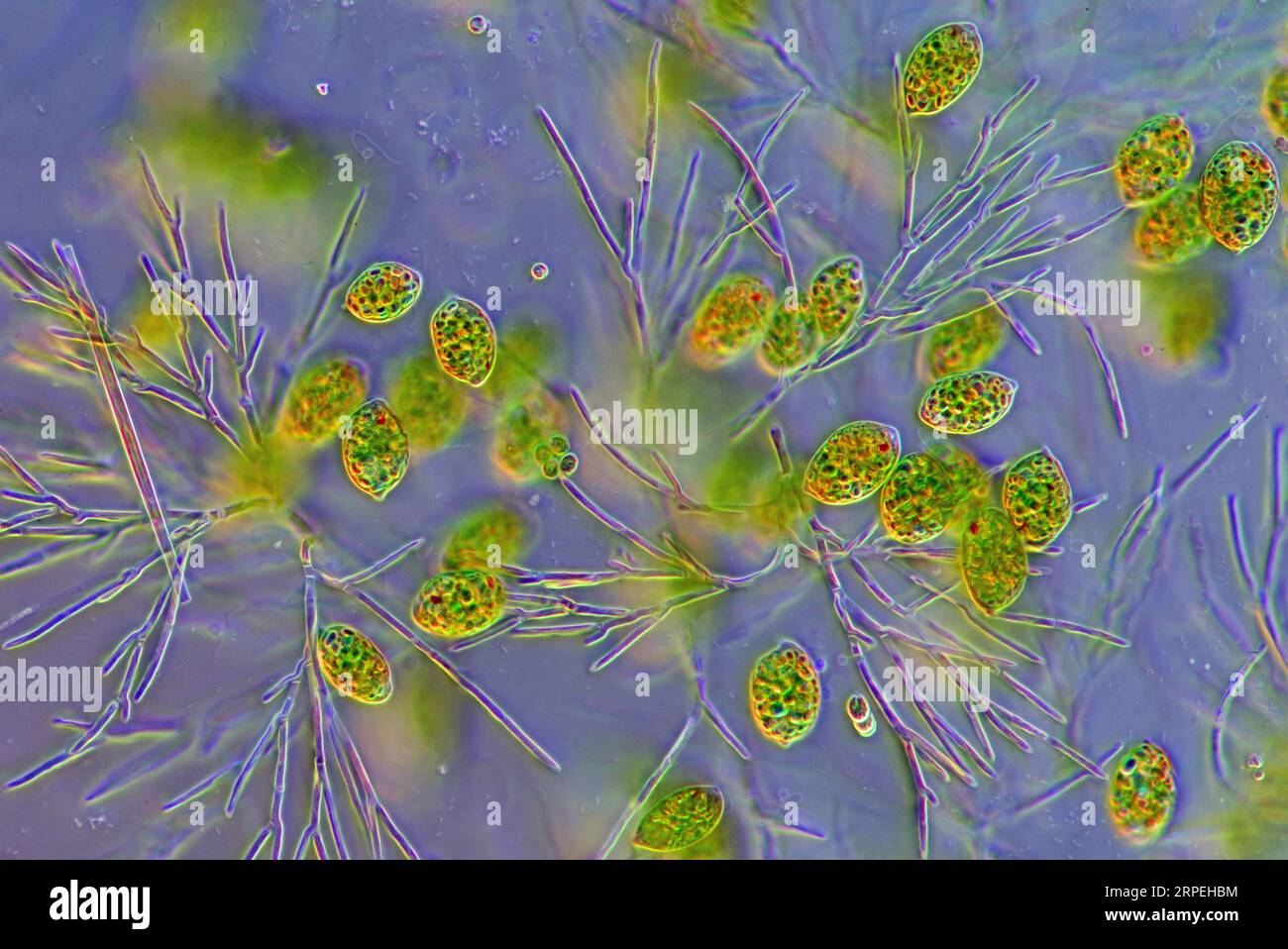 The image presents euglenoids among green algae, photographed through ...