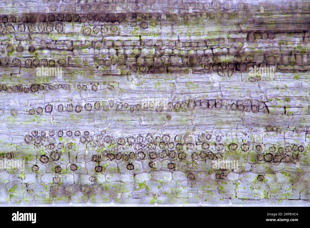 The image presents tissues in nettle stalk in longitudinal cross ...