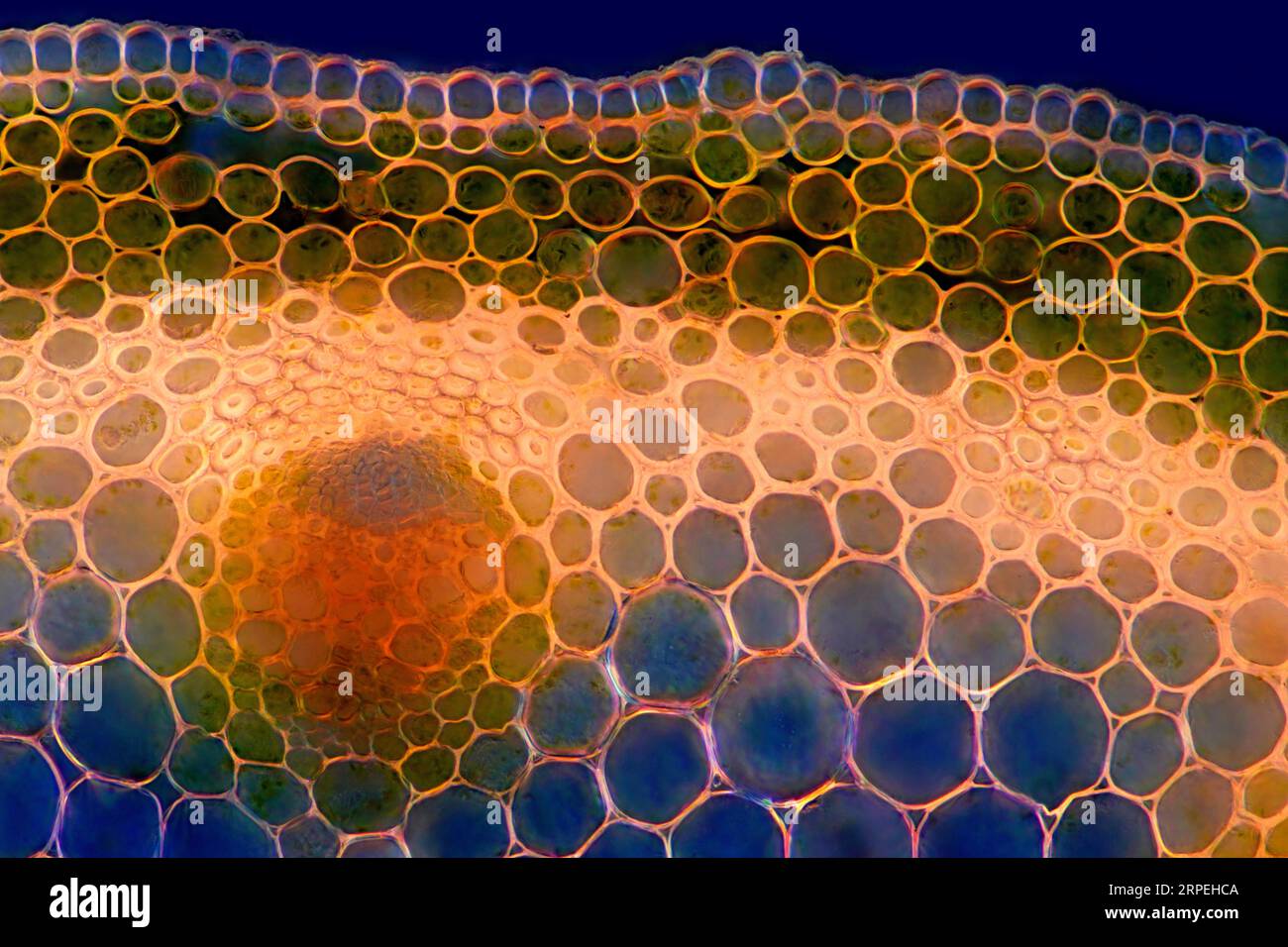 Under microscope cross section cross hi-res stock photography and ...