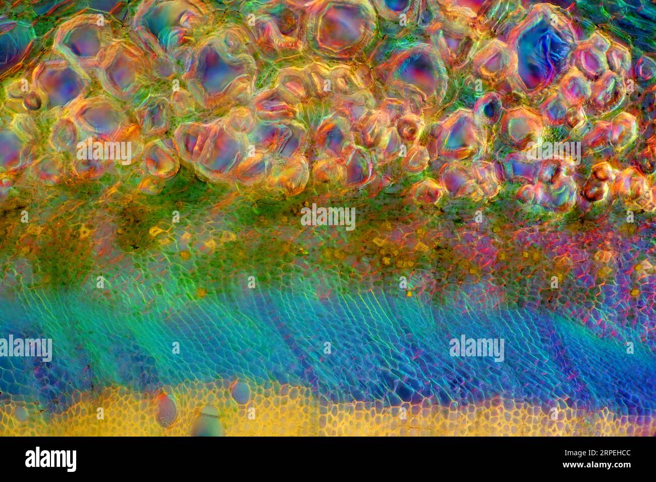 The image presents nettle tissues in the transversal cross-section of ...