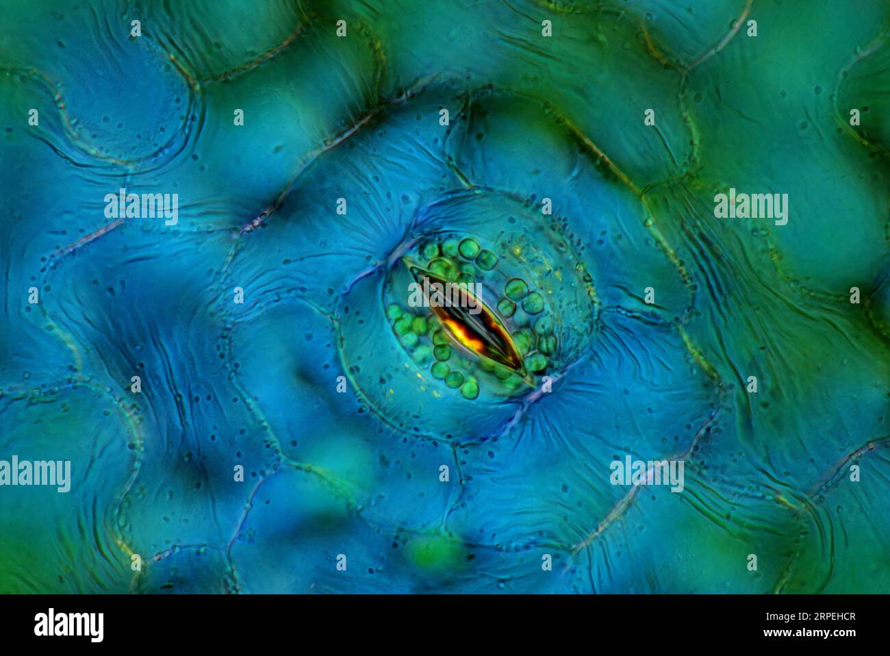 The image presents a single stoma in Spathiphyllum sp. leaf epidermis ...