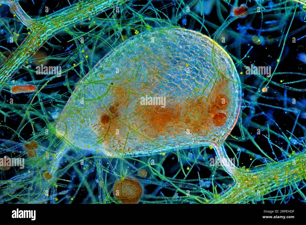 The image presents Utricularia trap, a kind of carnivorous plant ...
