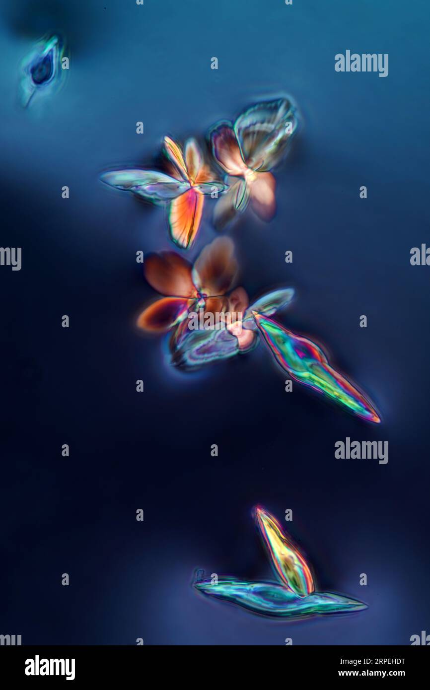 The image presents red wine photographed through the microscope in ...