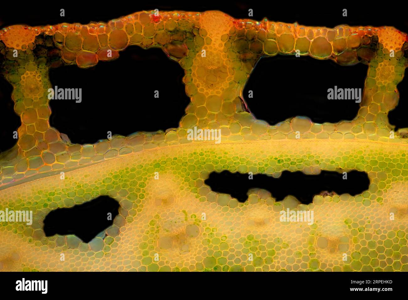 The image presents reed stalk in the transversal cross-section ...