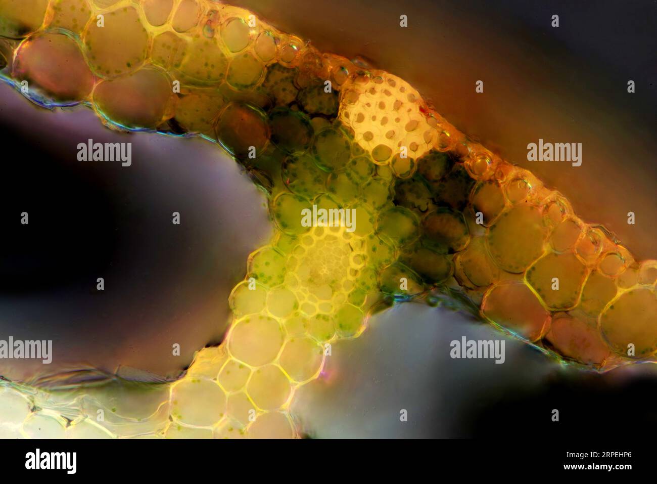 The image presents reed stalk in transversal cross-section ...