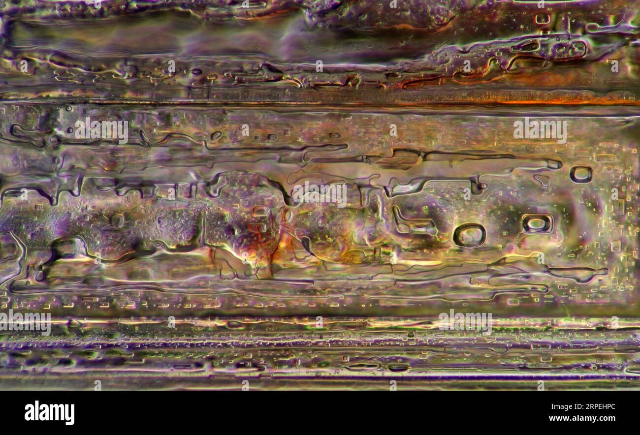 The image presents recrystallized crystal of salt, photographed through ...