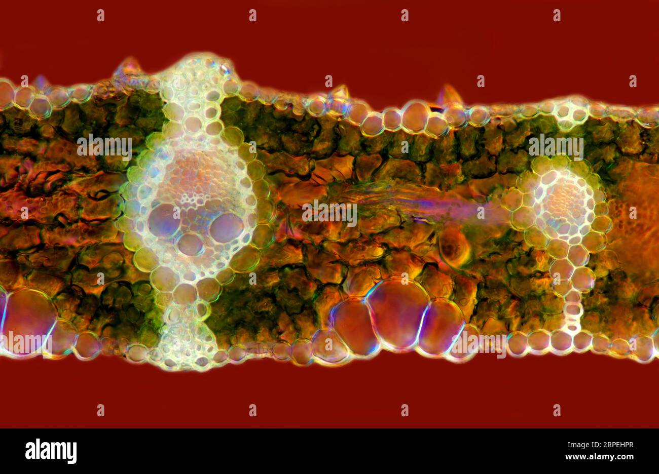 The image presents read leaf in transversal cross-section, photographed ...
