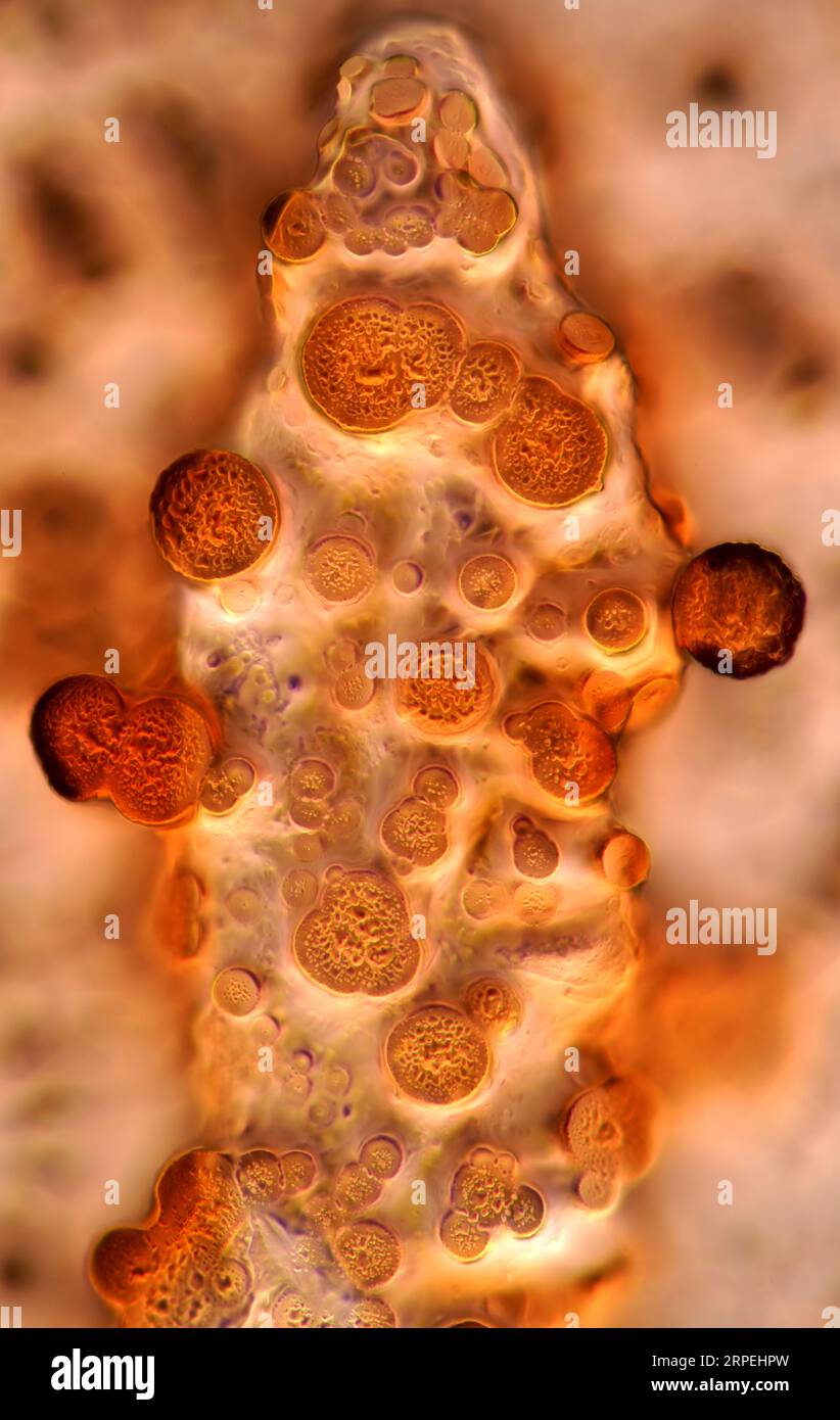 The image presents crystallized soy sauce, photographed through the ...