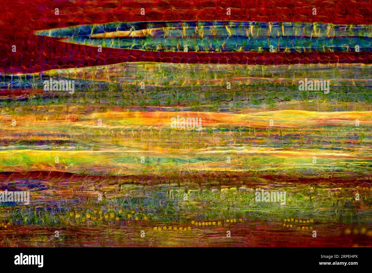 The image presents nettle stalk longitudinal cross-section photographed ...