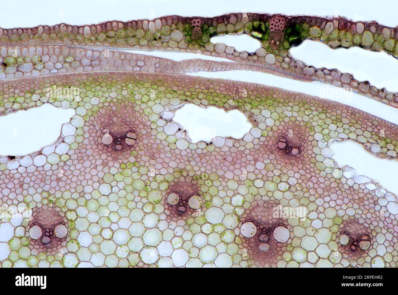 The image presents reed stalk in transversal cross-section ...