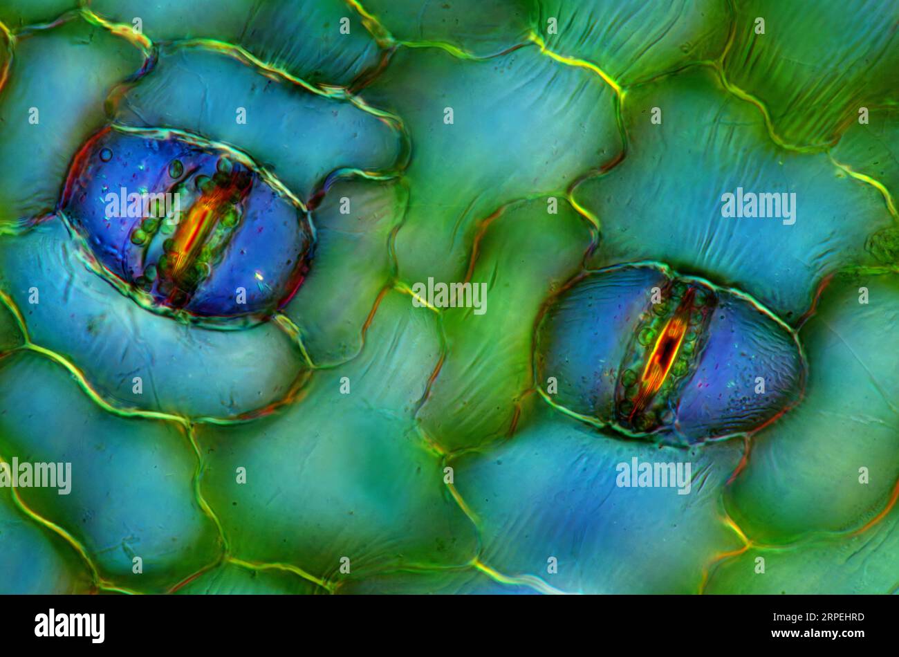 The image presents stomata in Spathiphyllum leaf epidermis ...