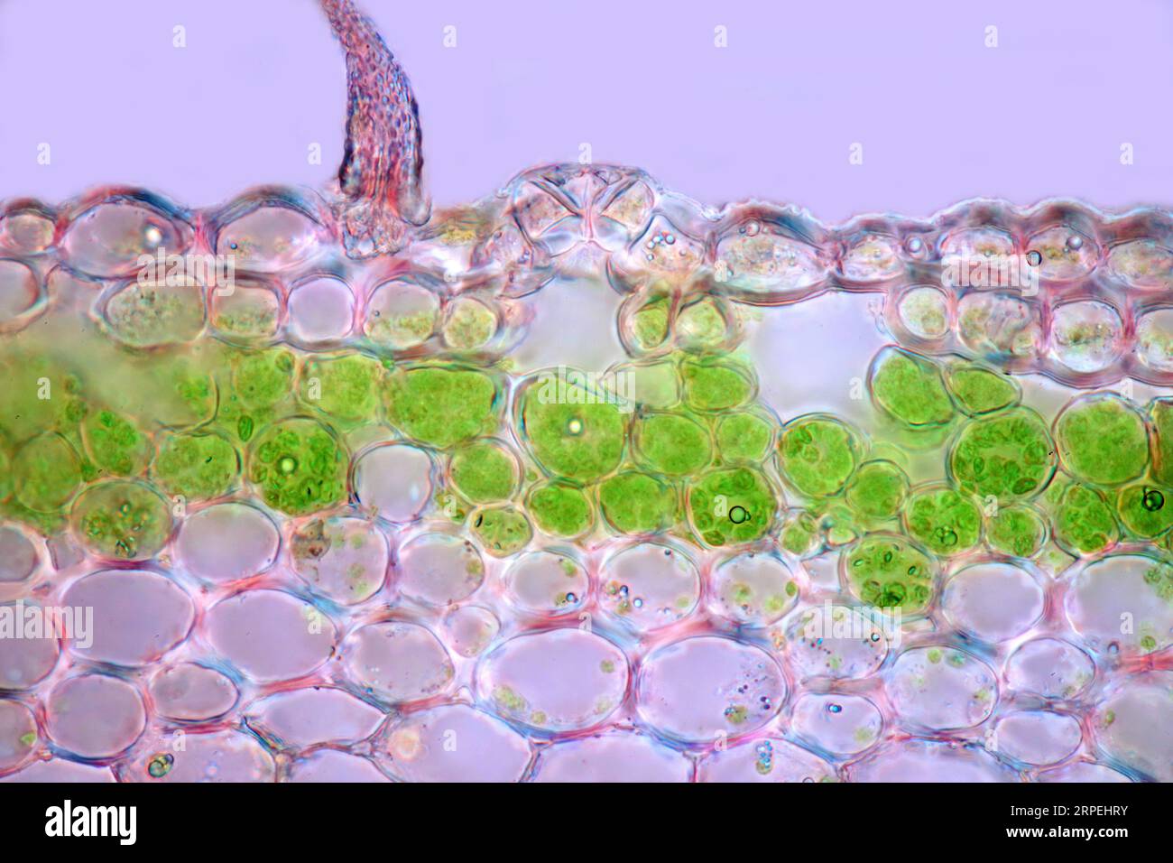 The image presents a single stoma in Knautia arvensis epidermis ...