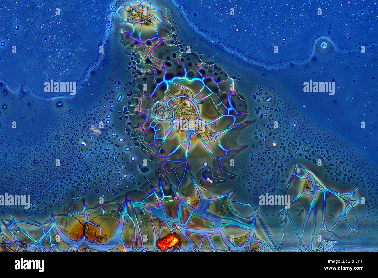 Silver nitrate hi-res stock photography and images - Alamy