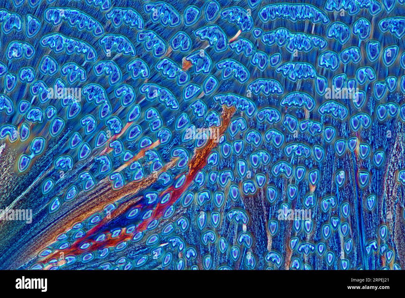 The image presents crystallized mixture of erythritol and TRIS ...