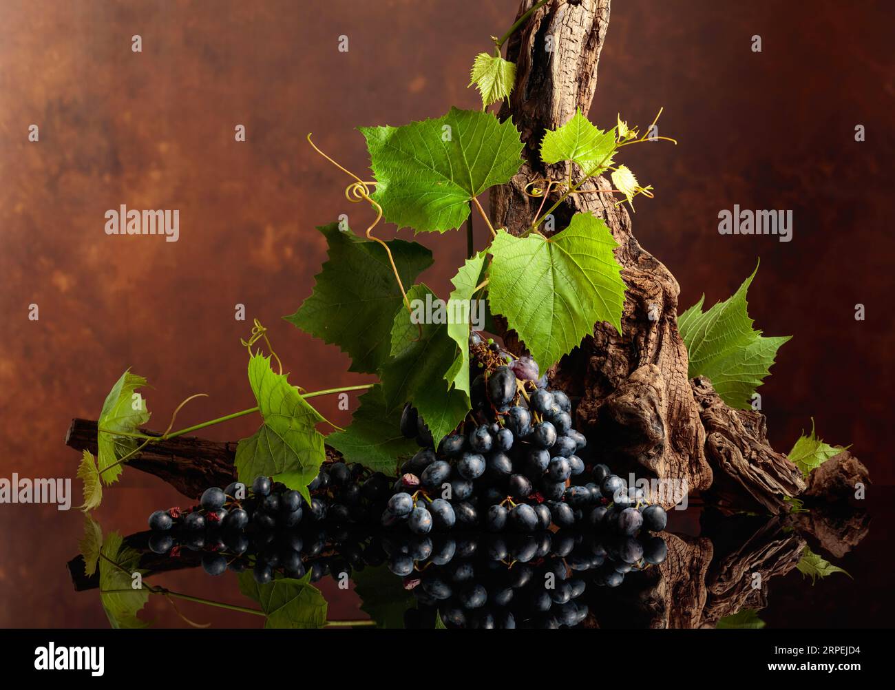Blue grapes, vine branches, and old snags on a black reflective ...