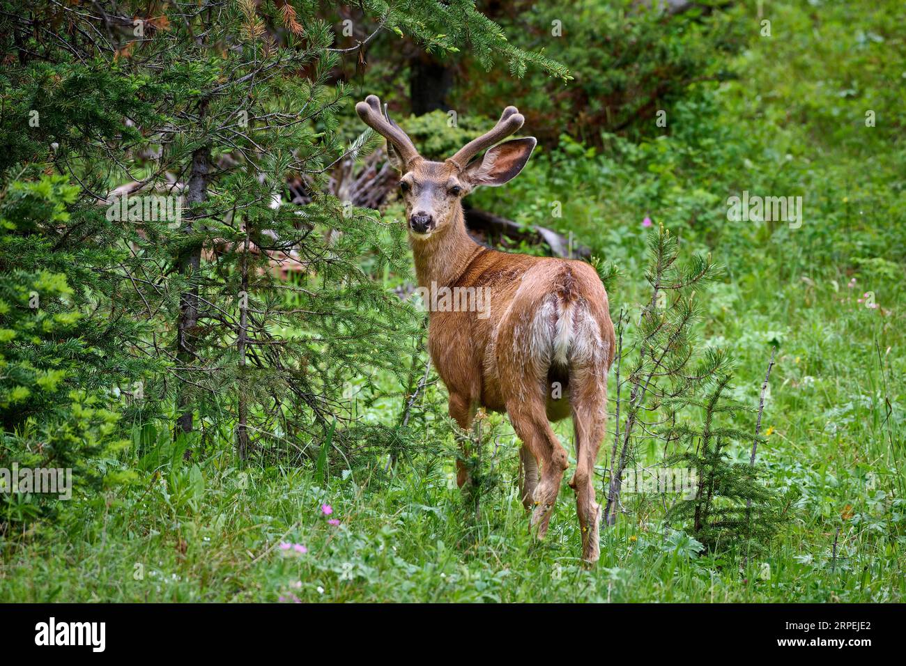 mule deer (Odocoileus hemionus), Yellowstone National Park, Wyoming ...