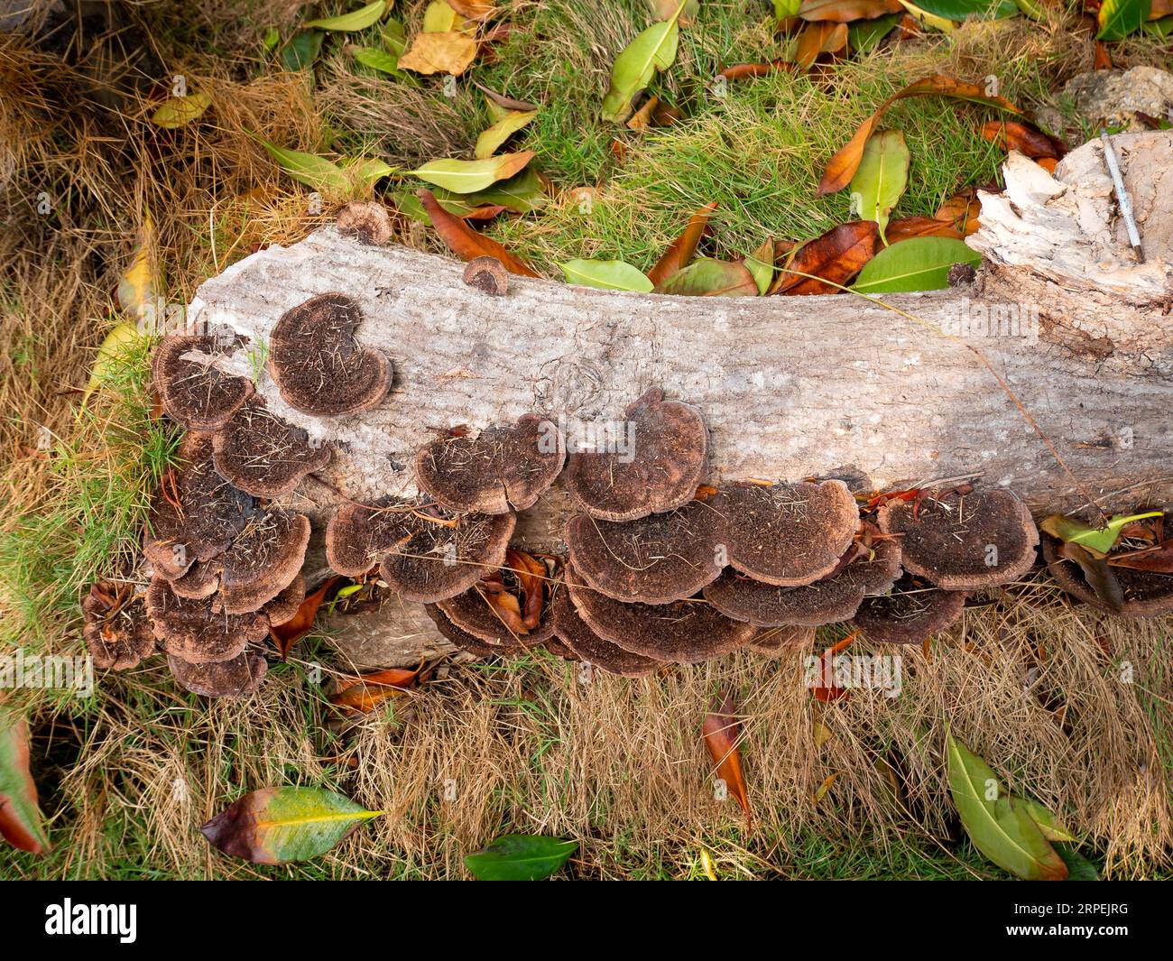 Garden tree with honey fungus hi-res stock photography and images - Alamy