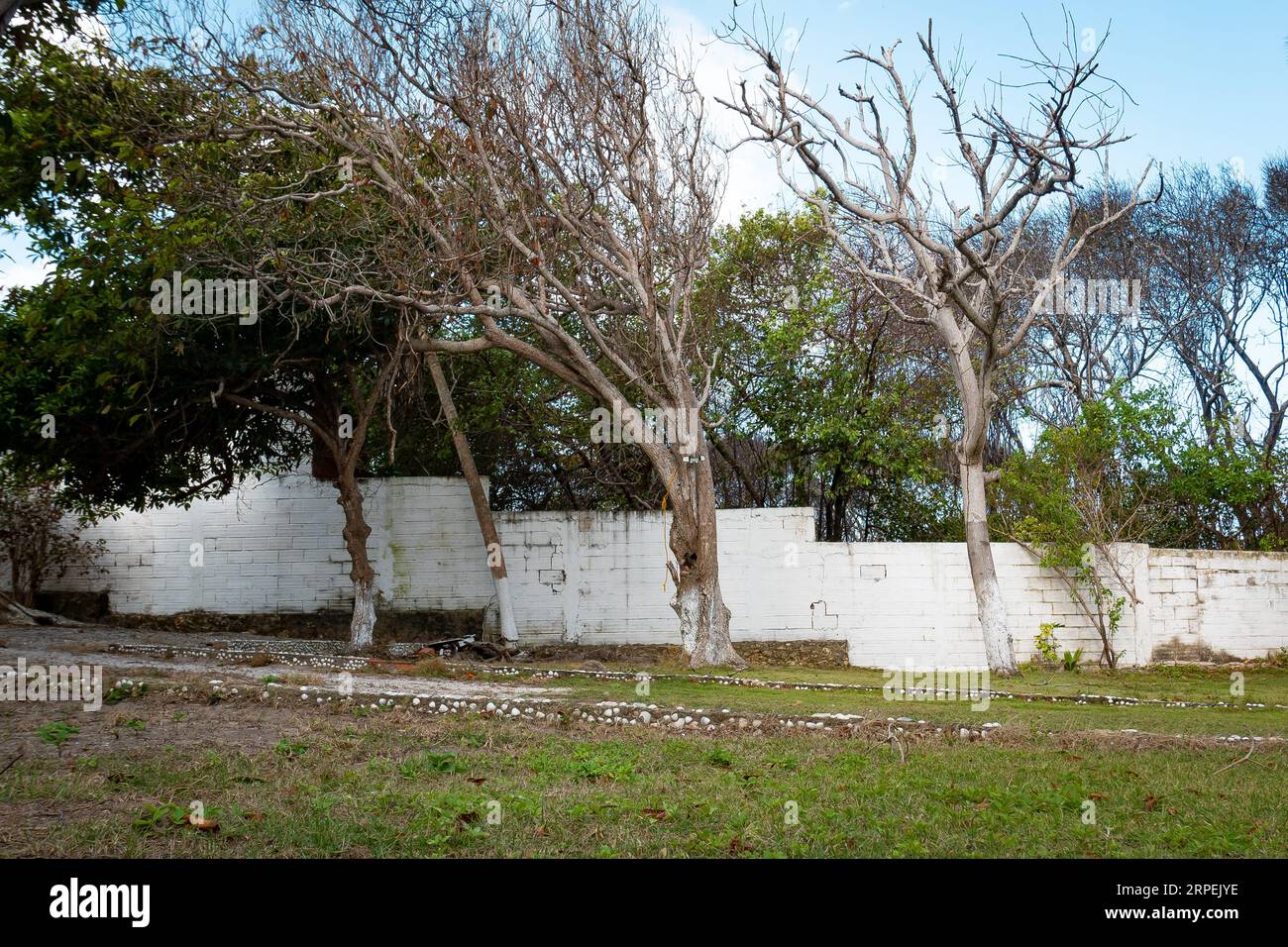 Strong Wind that Moves the Branches of Dry Trees Stock Photo - Alamy