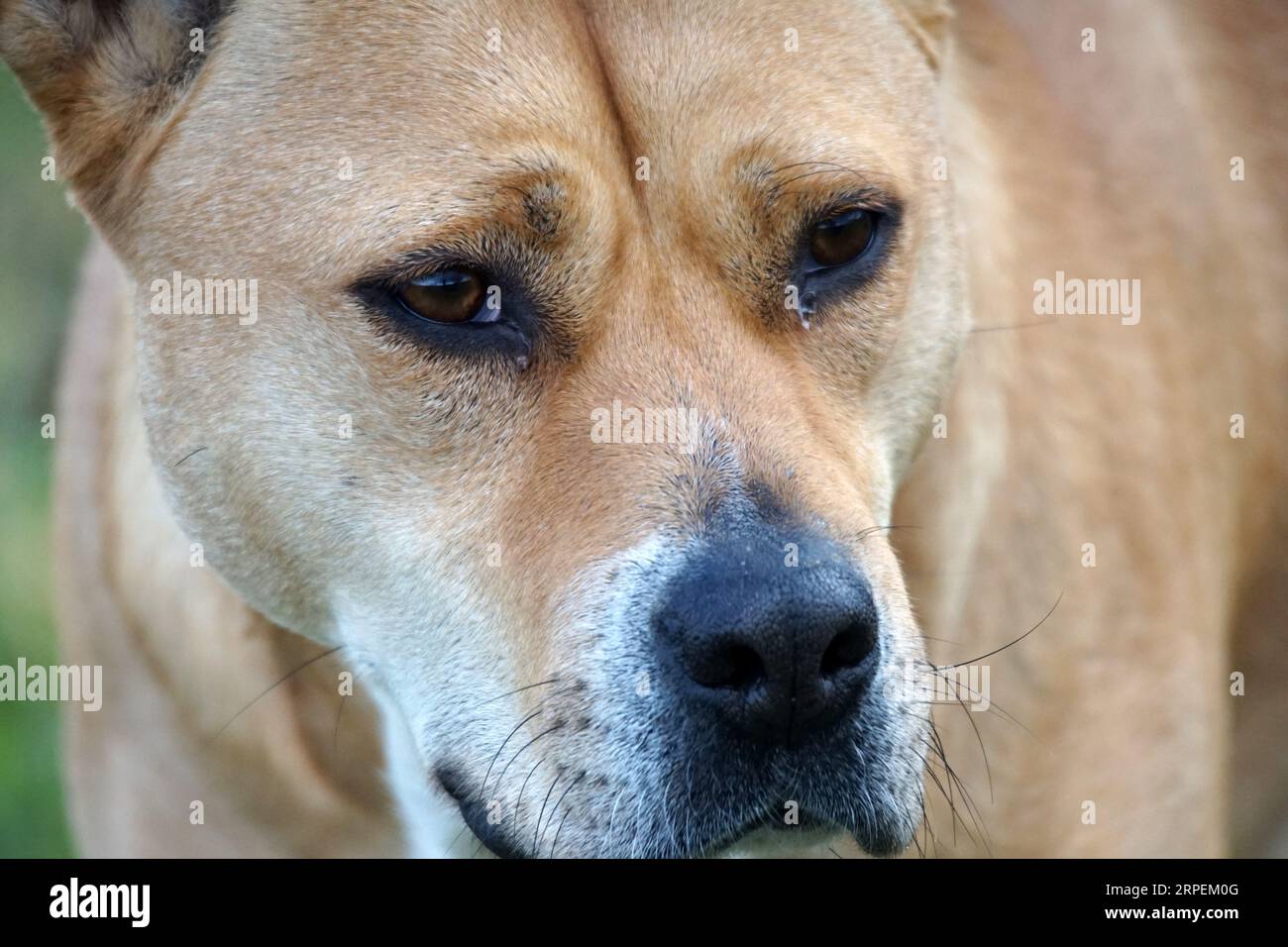Closeup of staffy hi-res stock photography and images - Alamy