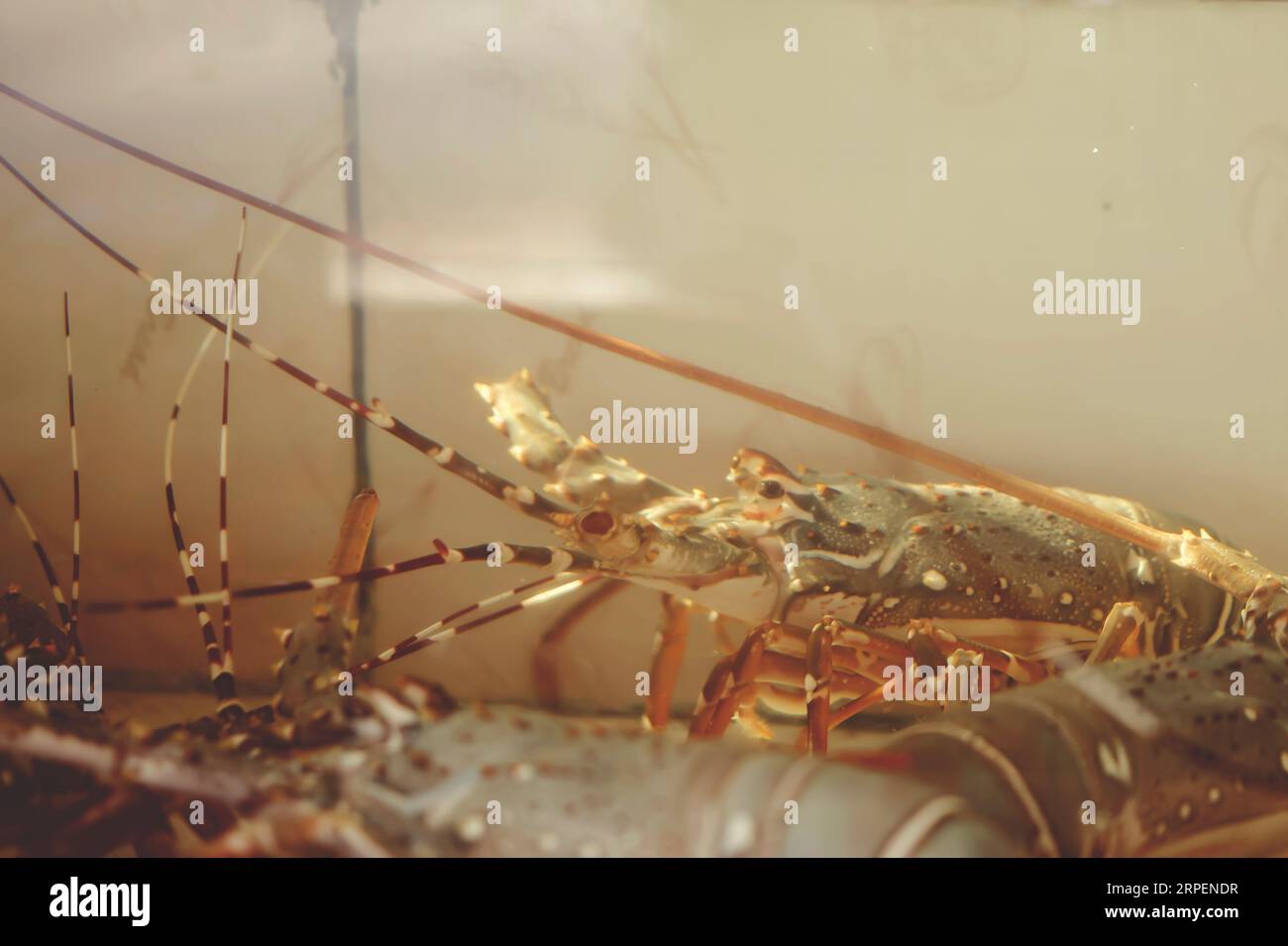 Floating King Lobster in the aquarium . THAILAND seafood Stock Photo ...