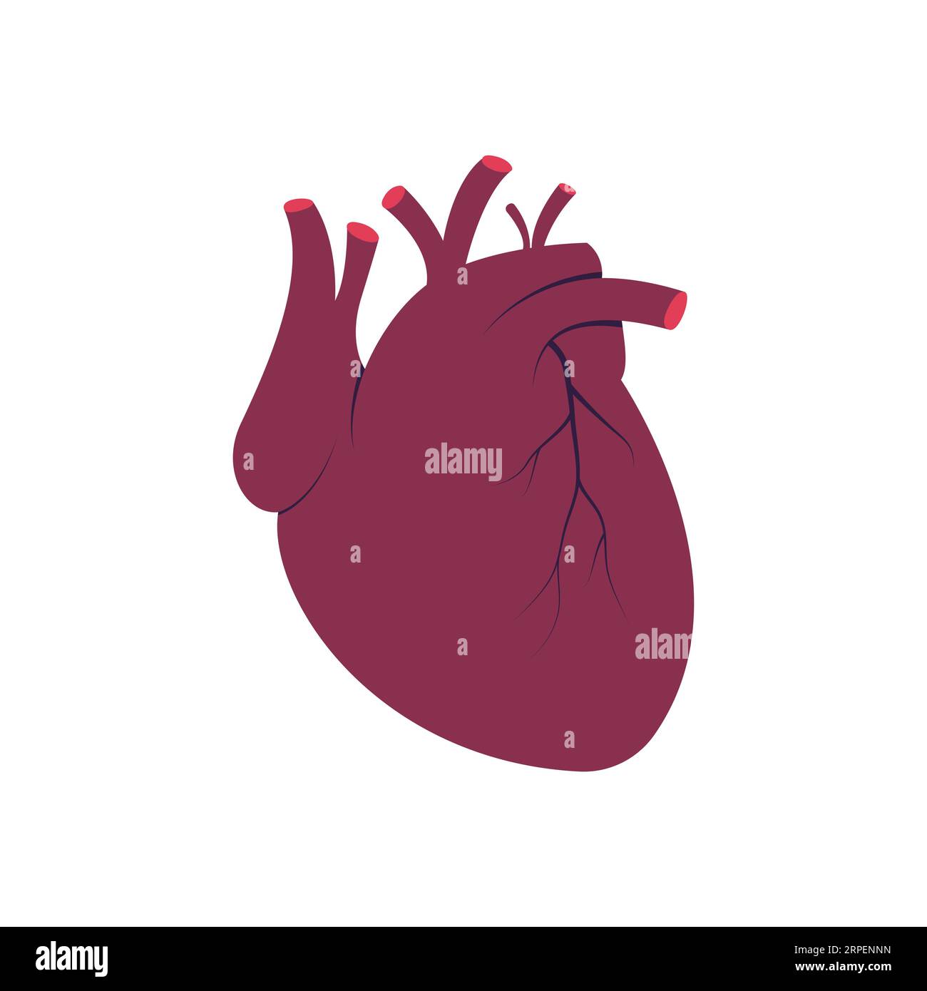 Anatomical heart biology muscular Stock Vector Images - Alamy