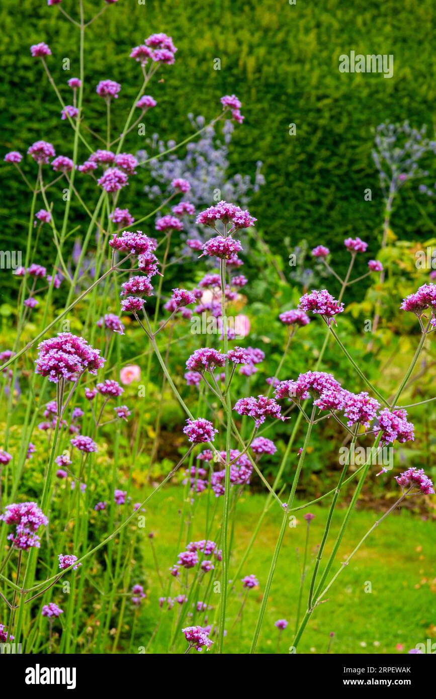 Summer flowers in the garden borders at How Hill House near Ludham in ...