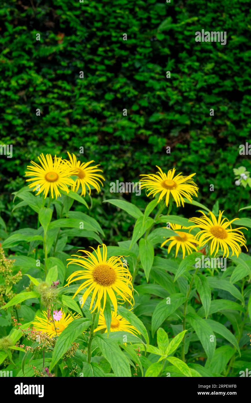 Summer flowers in the garden borders at How Hill House near Ludham in ...