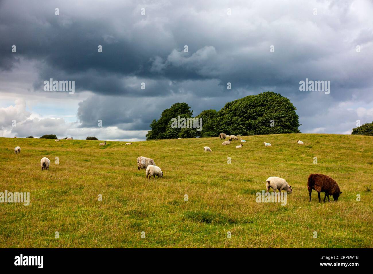 Sheep grazing on Middleton Moor near Wirksworth close to the High Peak ...