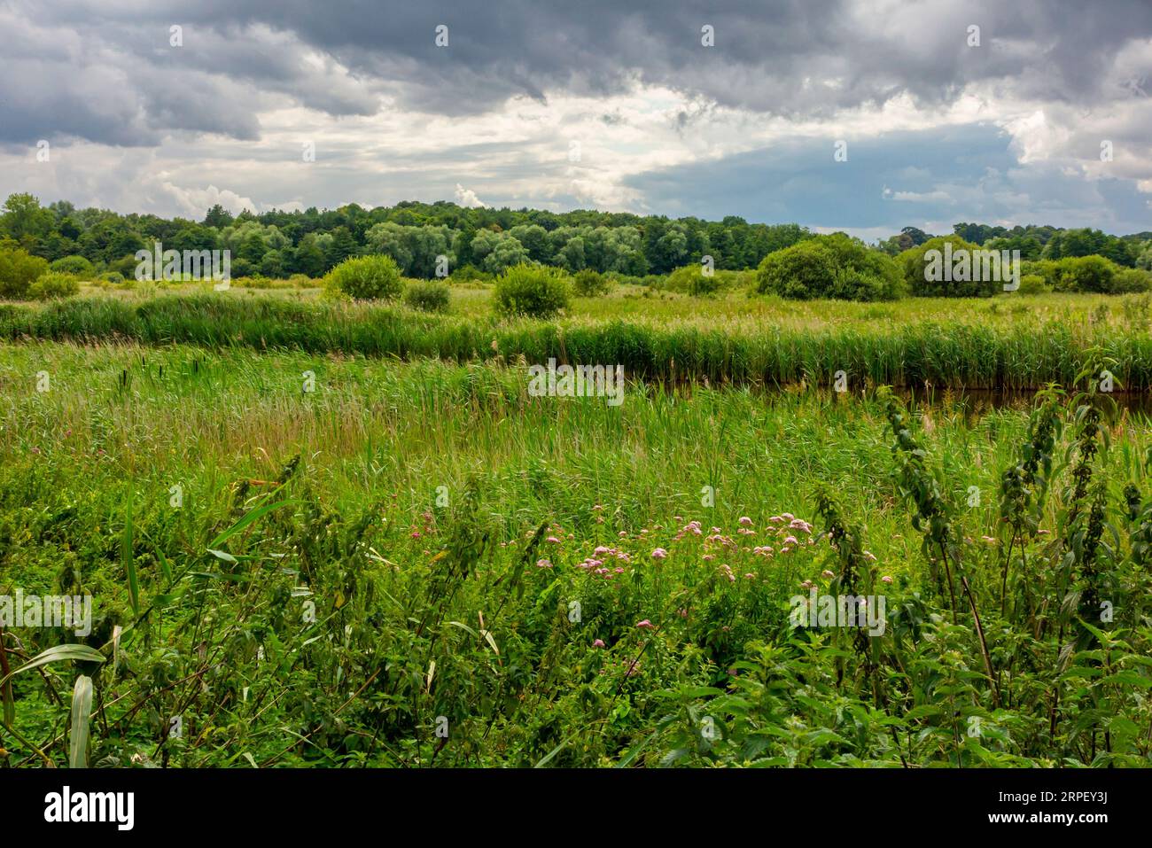 RSPB nature reserve near Surlingham in the Norfolk Broads in East ...