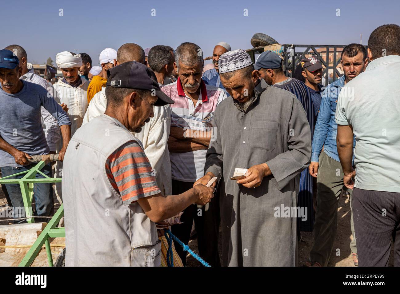 Morocco - Tinghir - Livestock market - Souk - Before the Aid El Adha ...