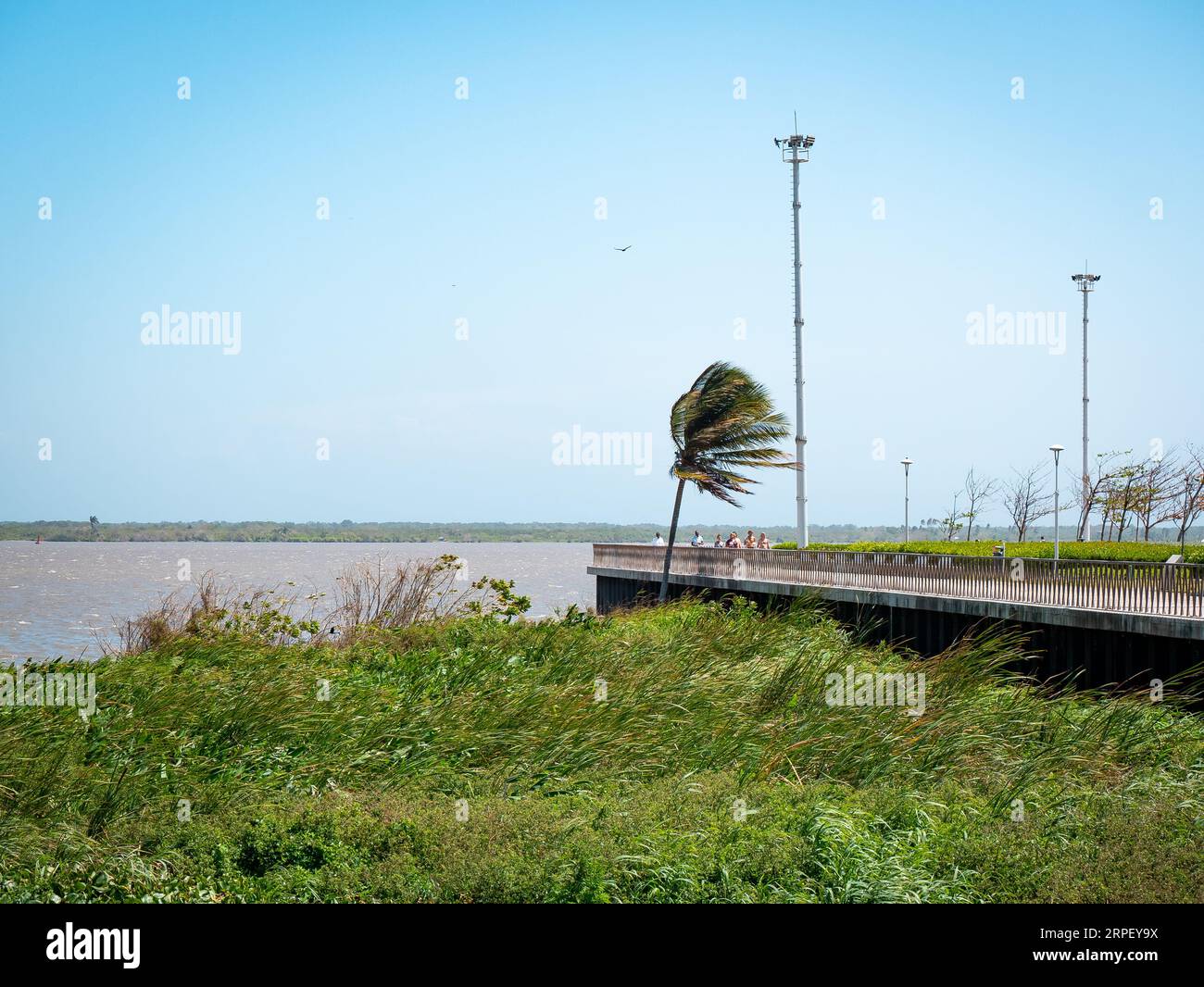Strong Wind Moves the Palm Tree near the Ocean Stock Photo - Alamy