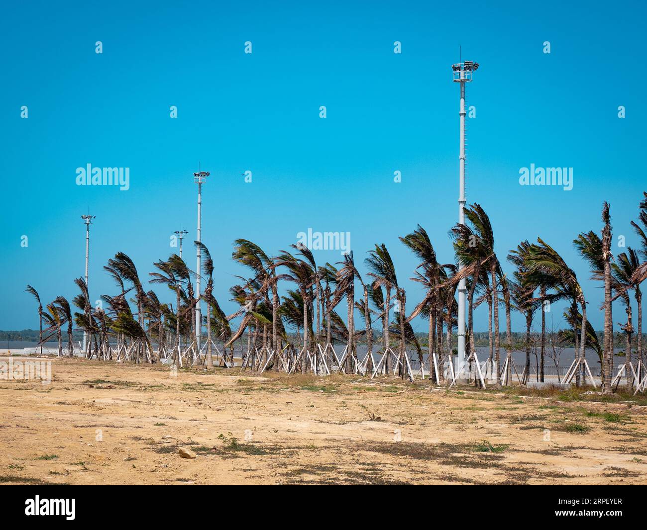 Strong Wind Moves the Palm Trees that are Between a Dry Ground and the ...