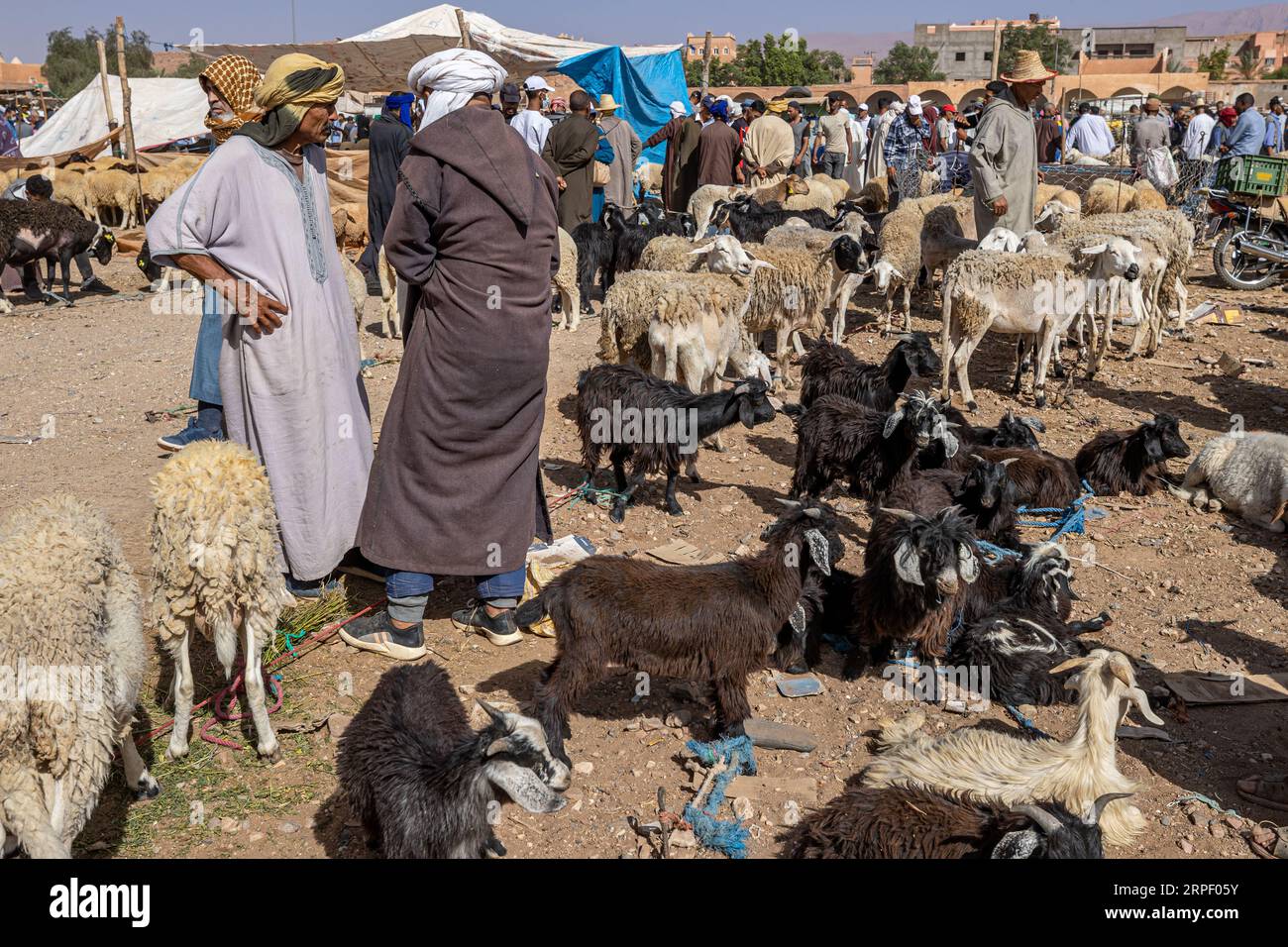 Morocco - Tinghir - Livestock market - Souk - Before the Aid El Adha ...