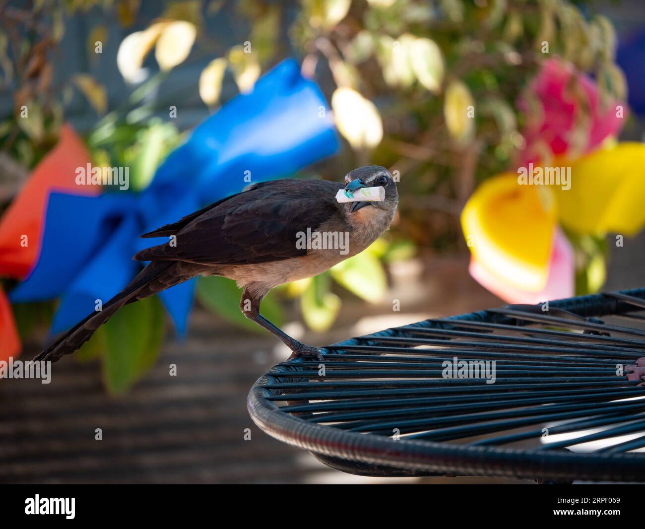 The Great-Tailed Grackle or Mexican Grackle (Quiscalus mexicanus), a ...