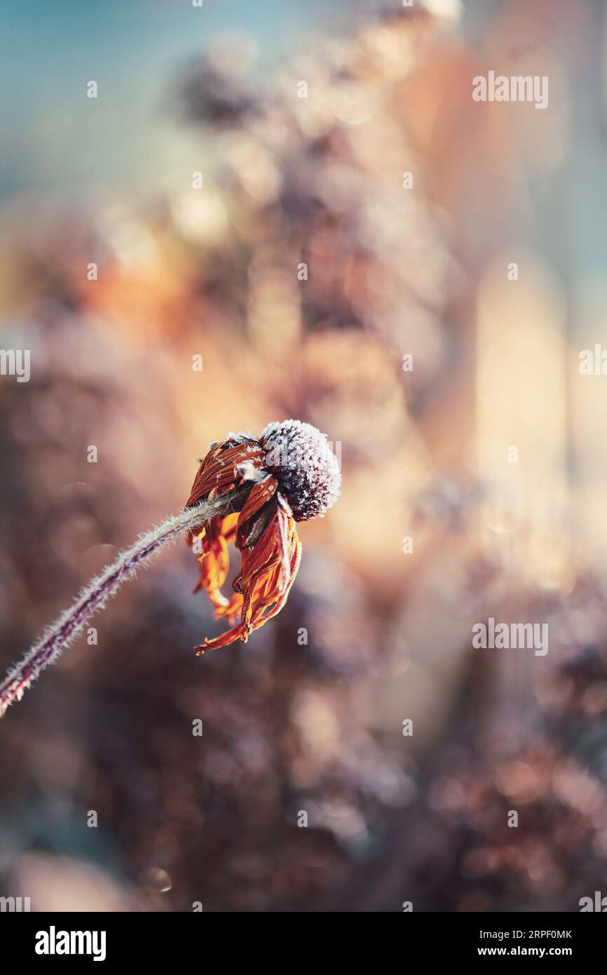 Dead black eyed susan hi-res stock photography and images - Alamy