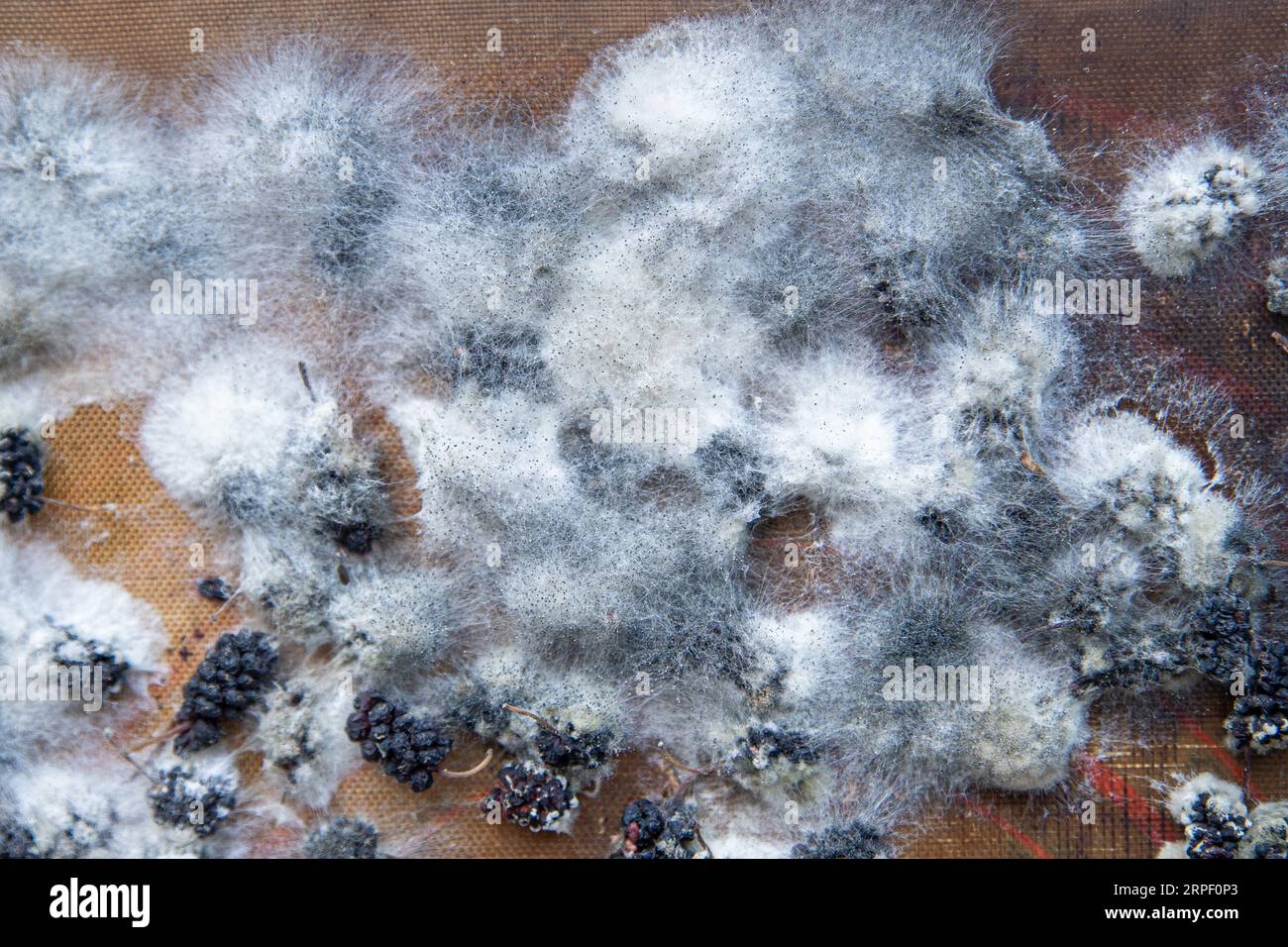 White mold on spoiled food. The mulberries are moldy. Bad food ...