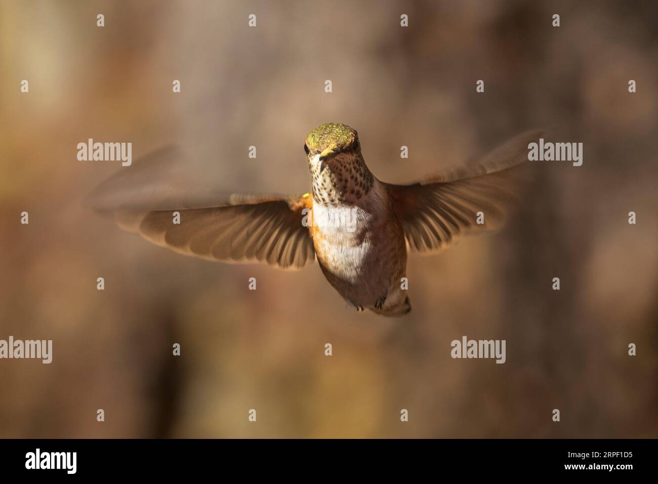 Female rufous hummingbird (Selasphorus rufus) hovering with blurred ...