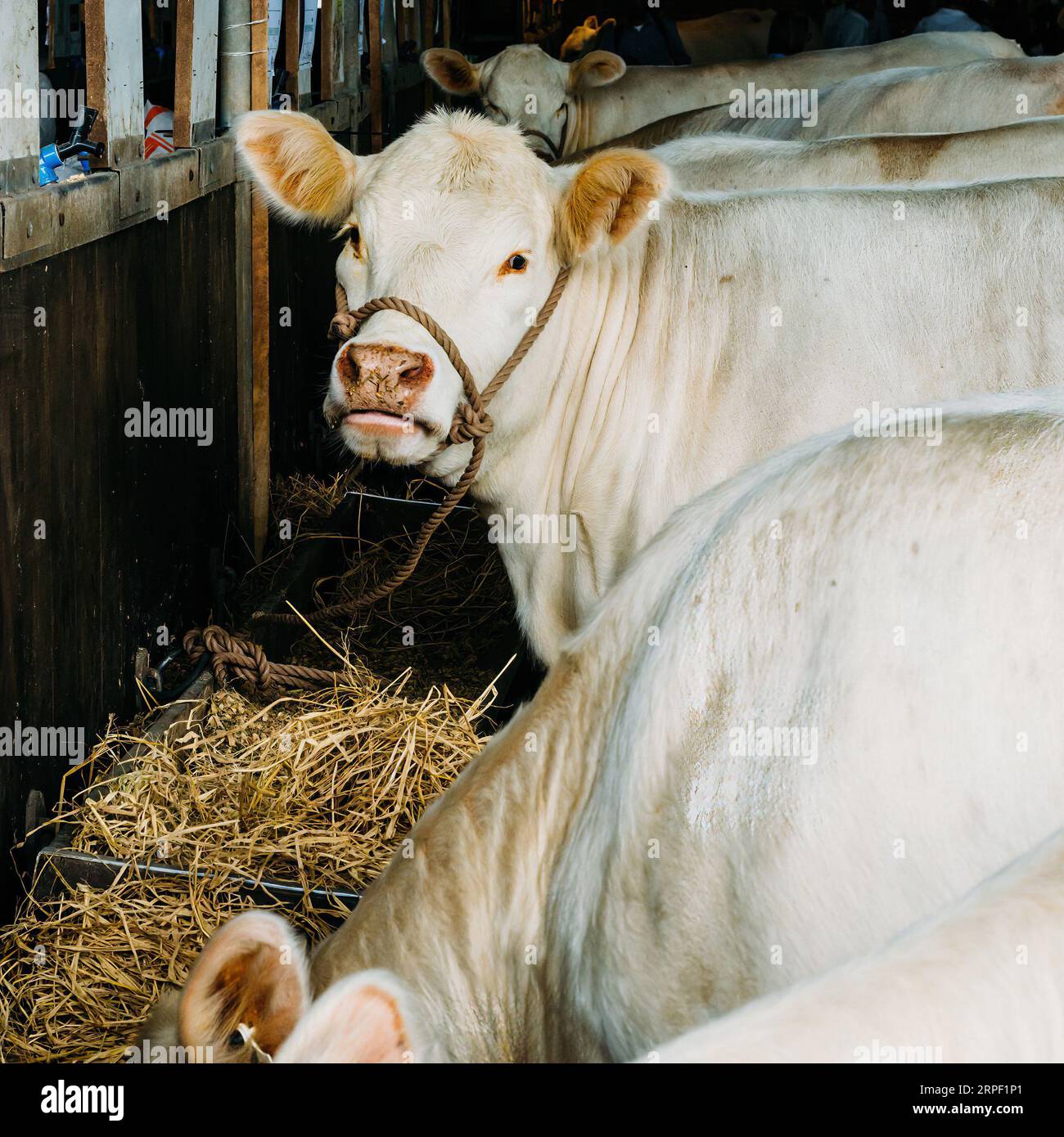Crowded cows hi-res stock photography and images - Alamy