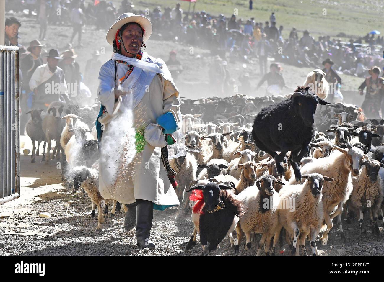 Sheep enter hi-res stock photography and images - Alamy