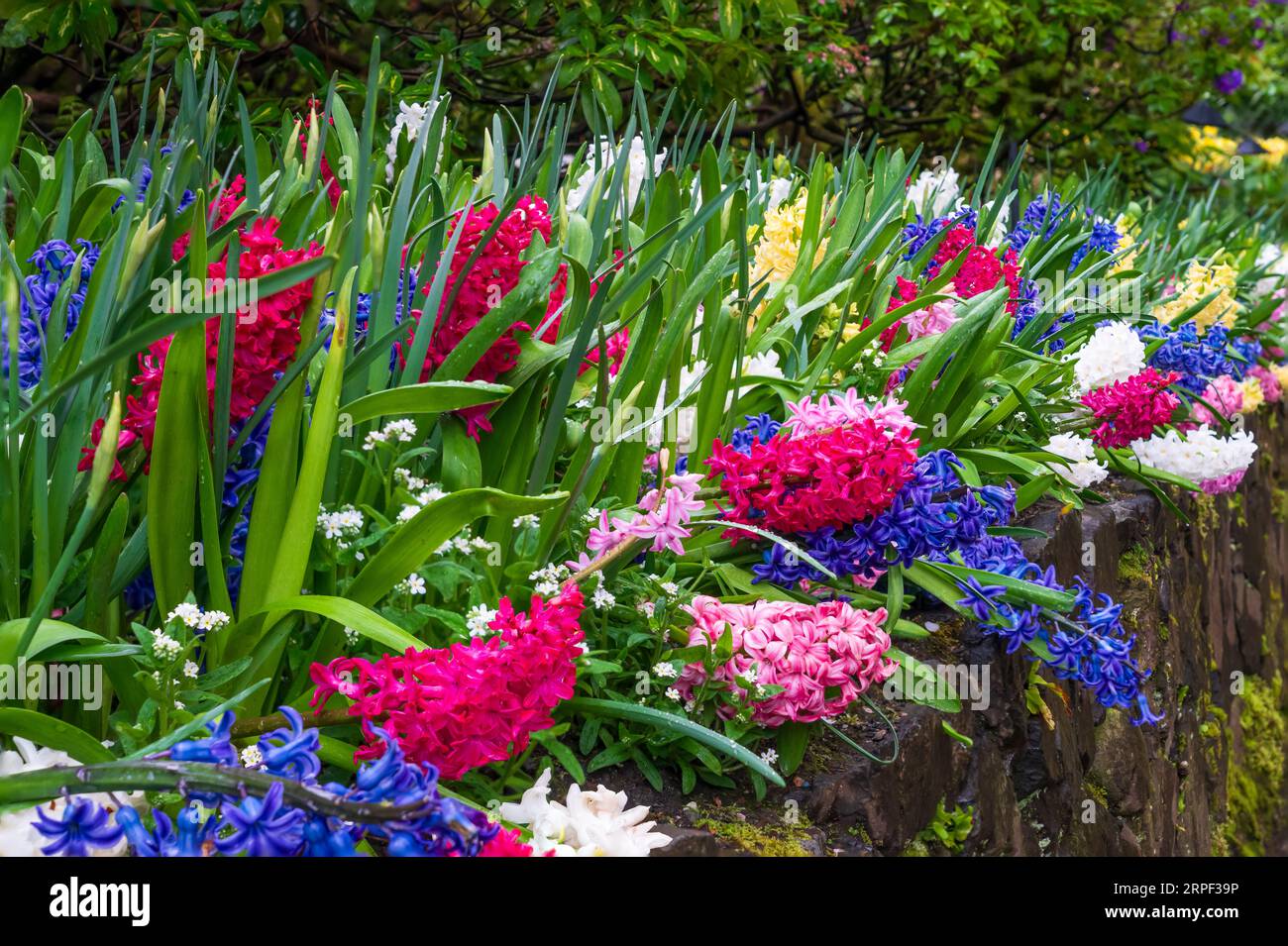 The spring season flower display at the Butchart Gardens, Victoria ...