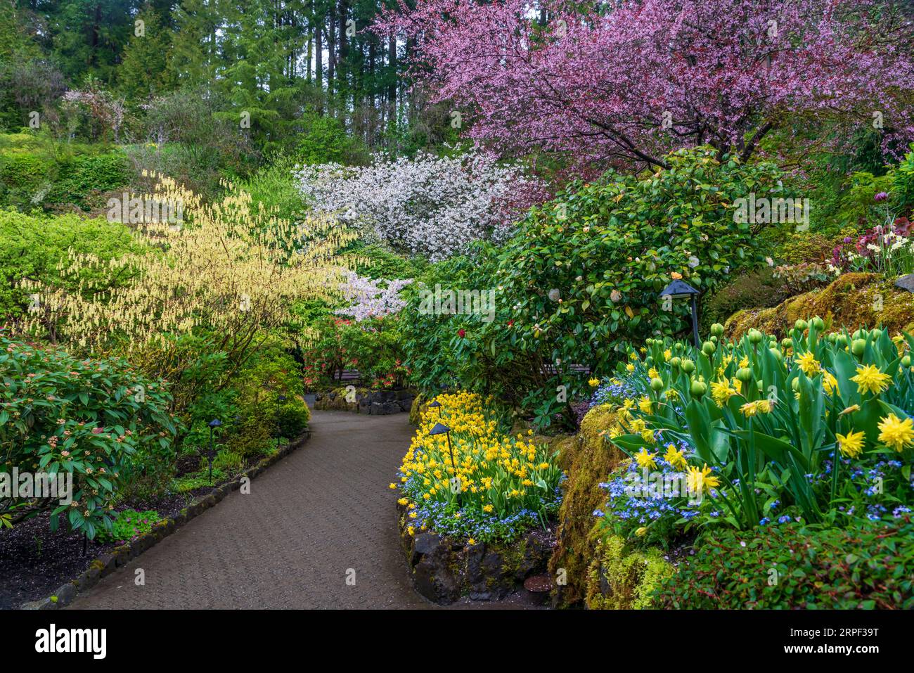 The spring season flower display at the Butchart Gardens, Victoria ...