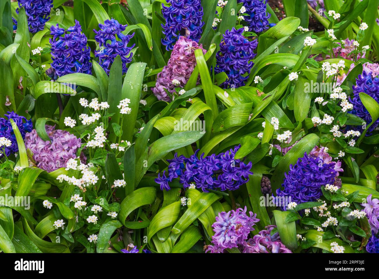 The spring season flower display at the Butchart Gardens, Victoria ...