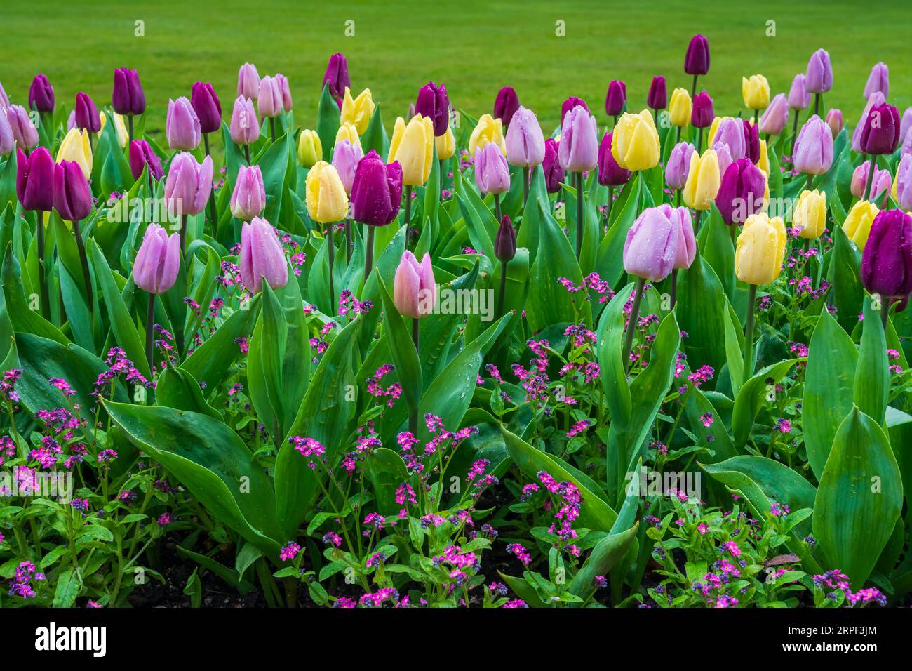 The spring season flower display at the Butchart Gardens, Victoria ...