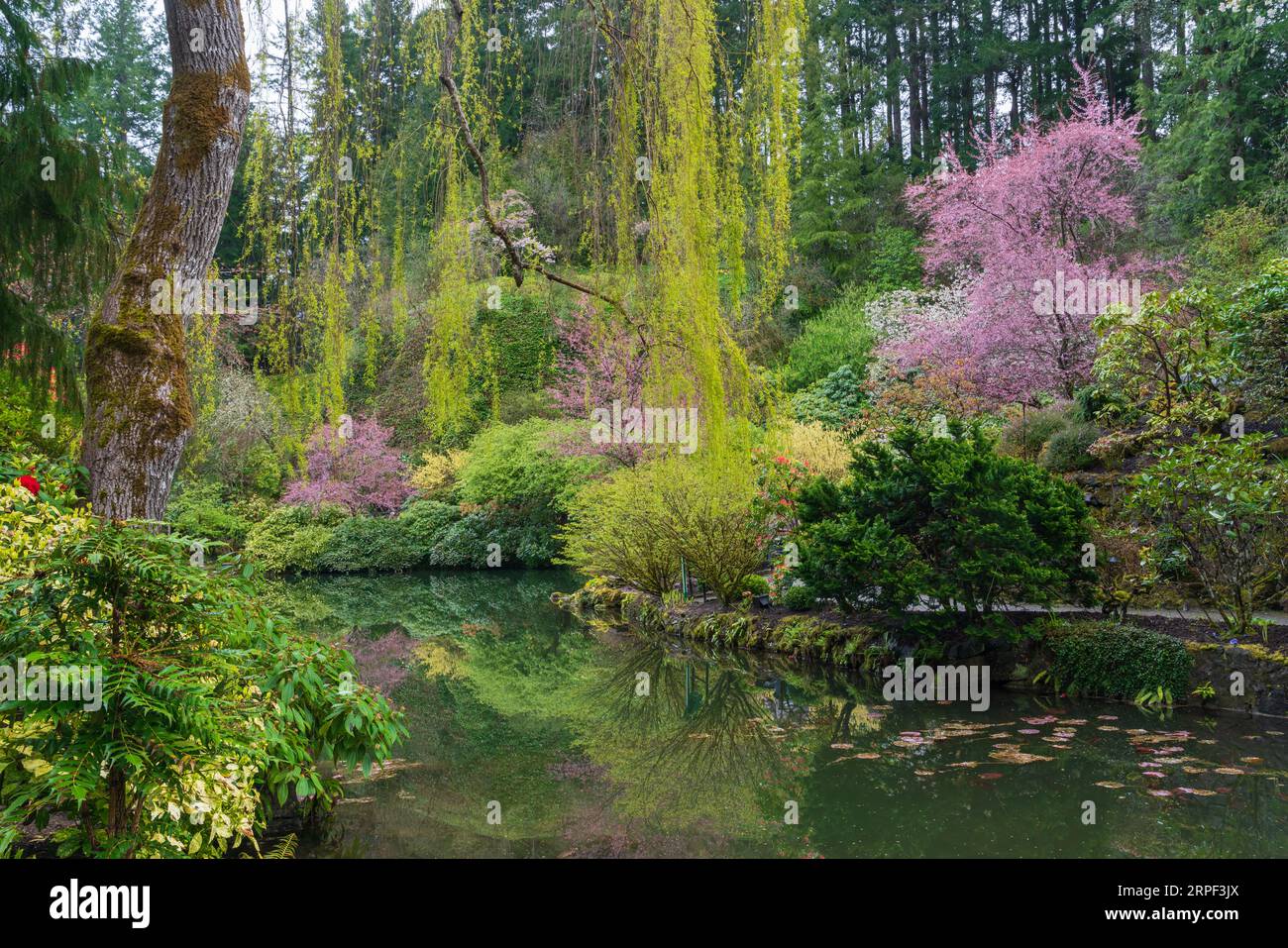 The spring season flower display at the Butchart Gardens, Victoria, Vancouver Island, British ...