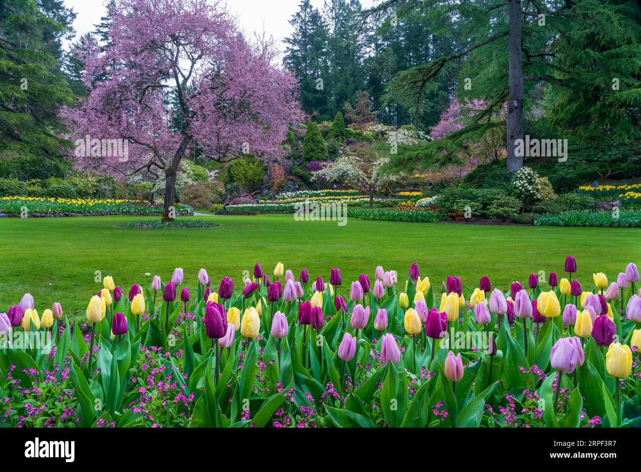 The spring season flower display at the Butchart Gardens, Victoria ...