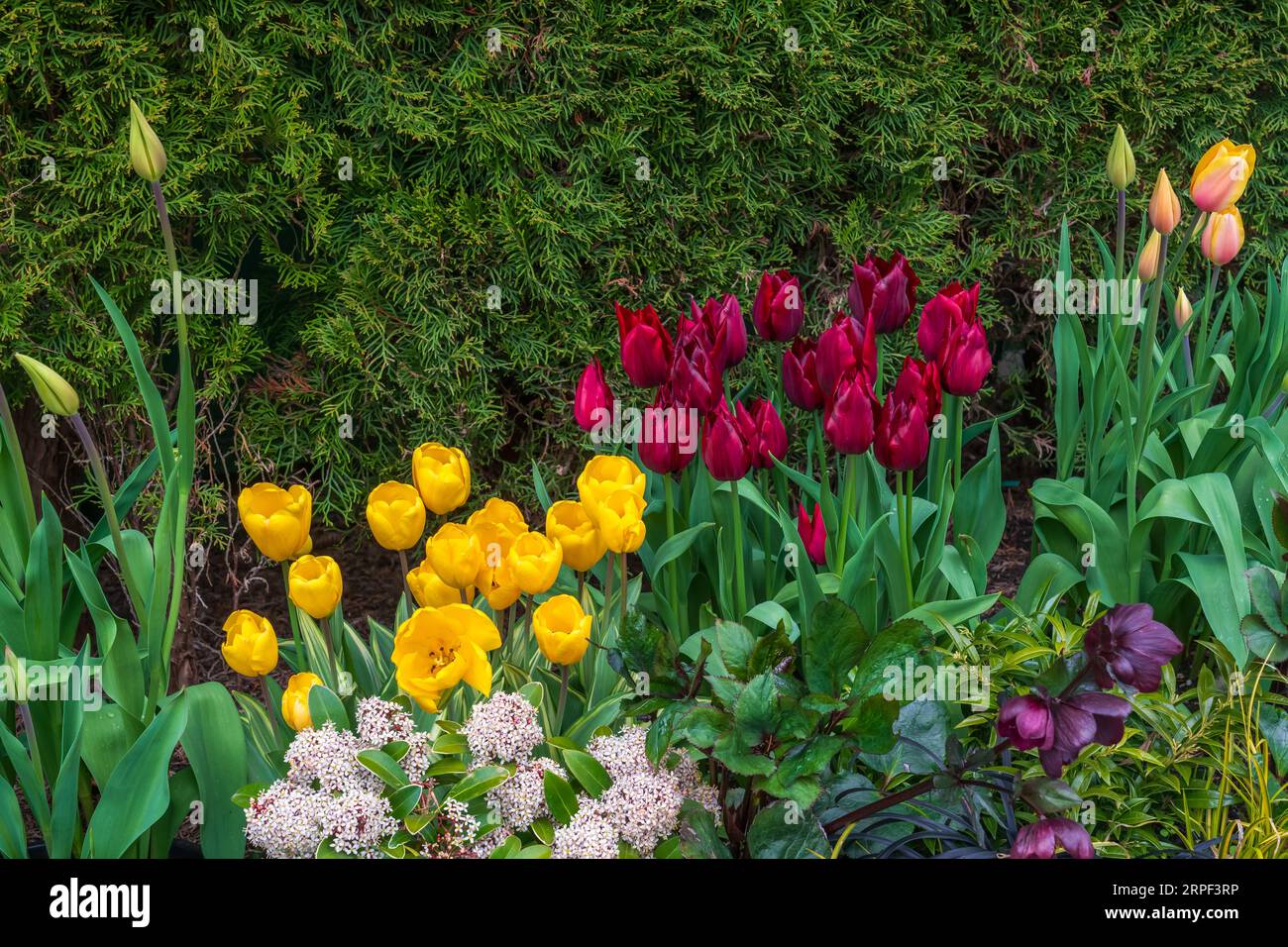 The spring season flower display at the Butchart Gardens, Victoria ...