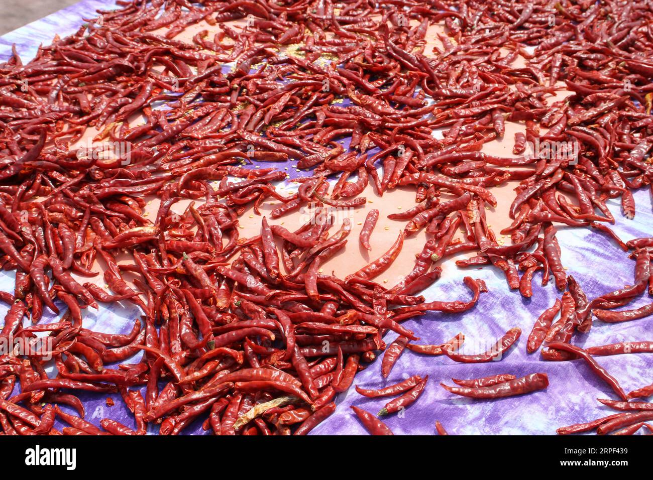 Hot pepper cultivation hi-res stock photography and images - Alamy