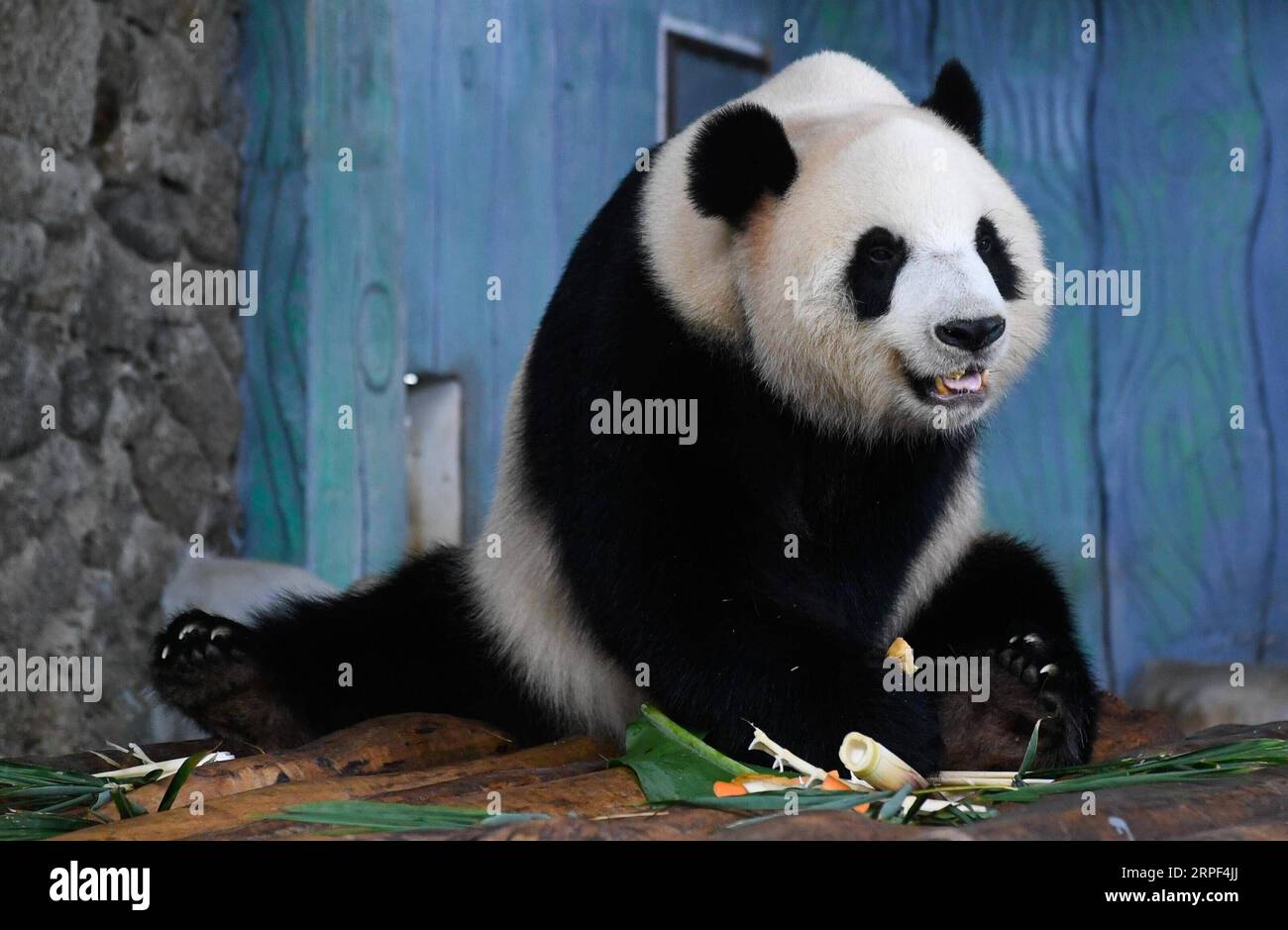 (190912) -- HAIKOU, Sept. 12, 2019 -- Giant panda Gonggong enjoys a ...