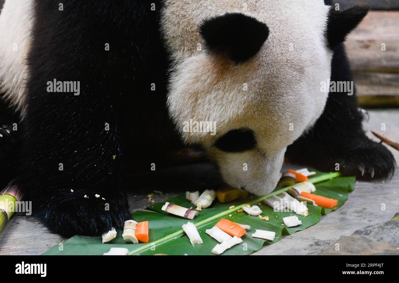 (190912) -- HAIKOU, Sept. 12, 2019 -- Giant panda Shunshun enjoys a ...